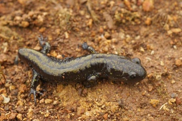 All the Animals You’ll Discover in Glacier National Park - A-Z Animals