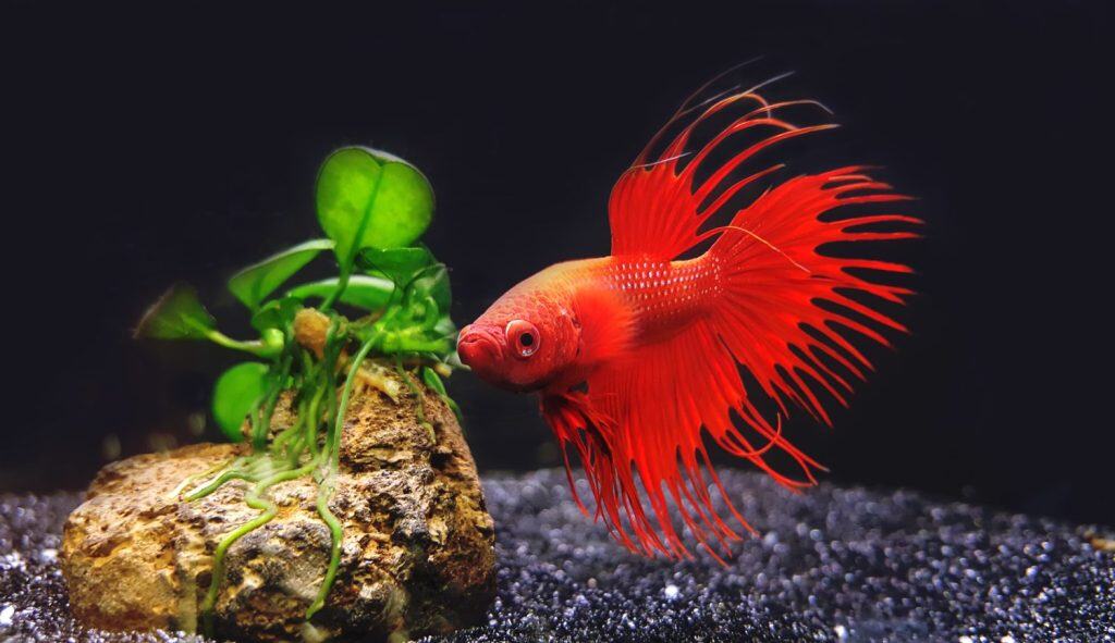 Red Aquarium Fish: 13 Types of Red Fish - A-Z Animals