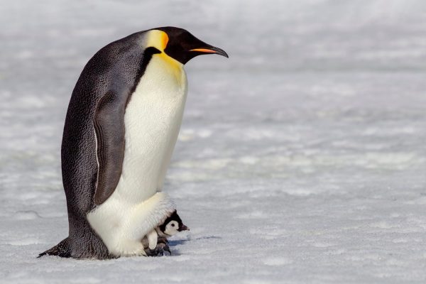 Animals That Can Survive Without Food for Months - A-Z Animals