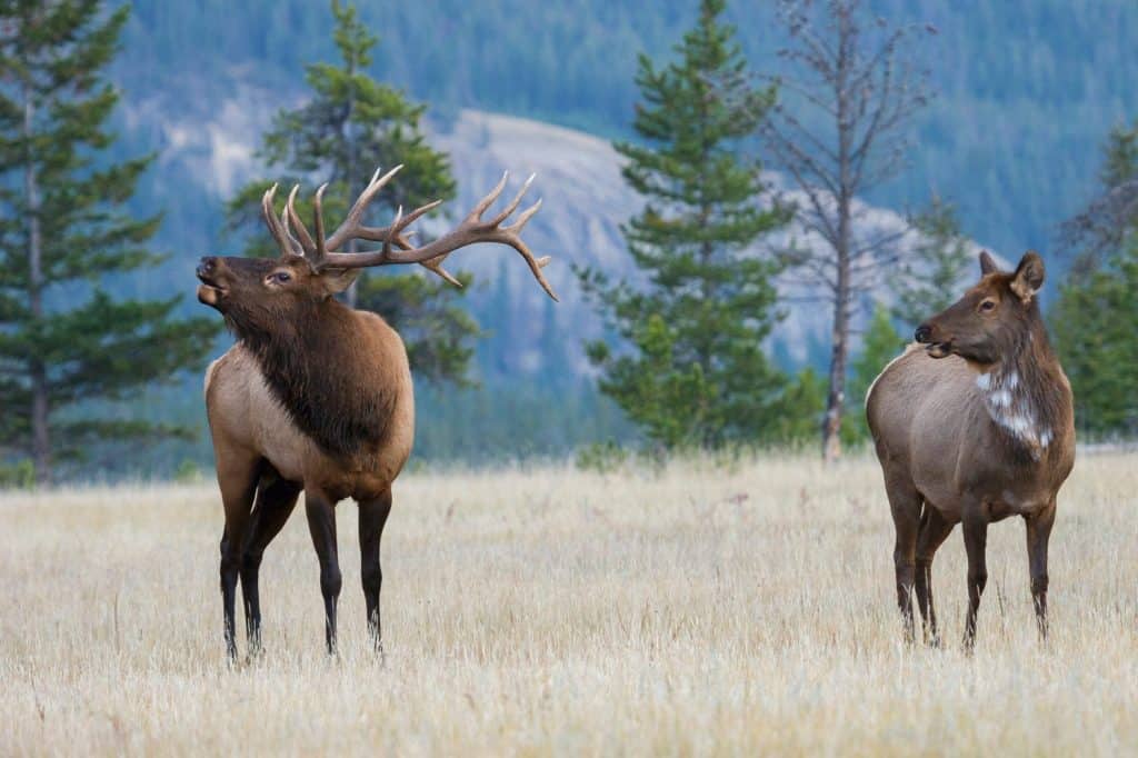 This Rare Piebald Cow Elk Spotting Is 1 in 100,000 - A-Z Animals