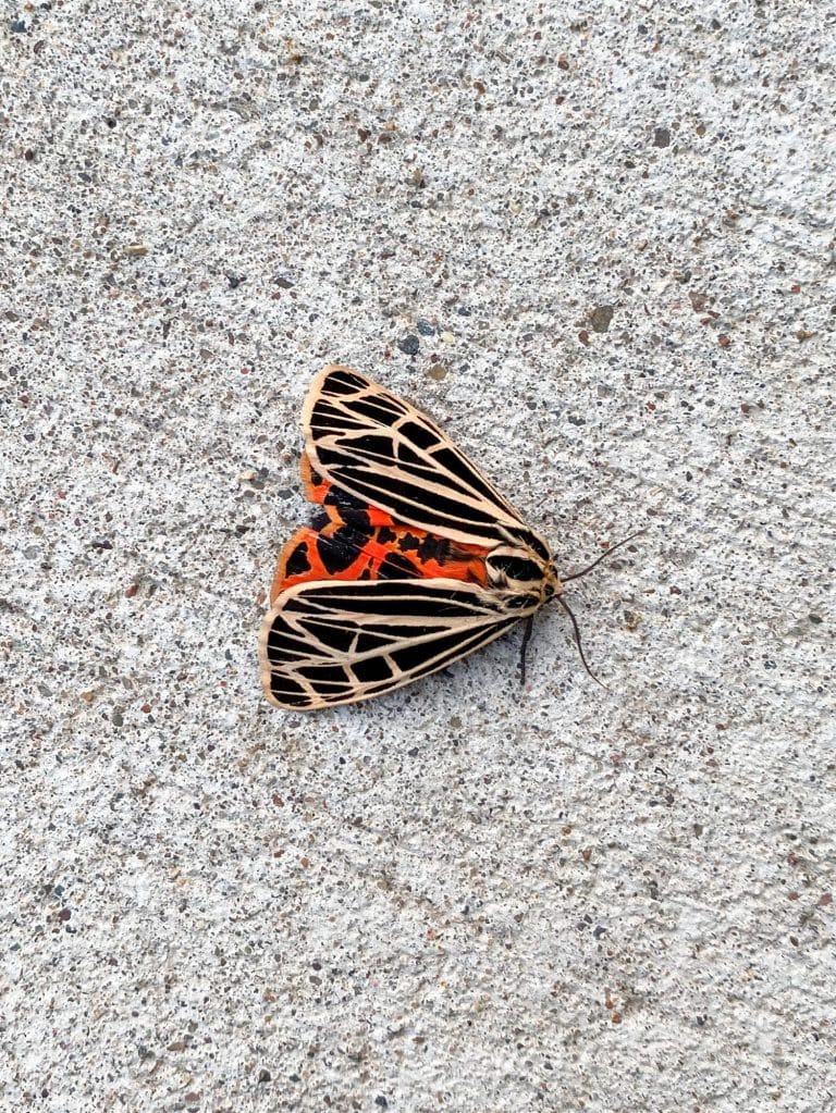 The Most Colorful Moths That Rival Butterflies - A-Z Animals