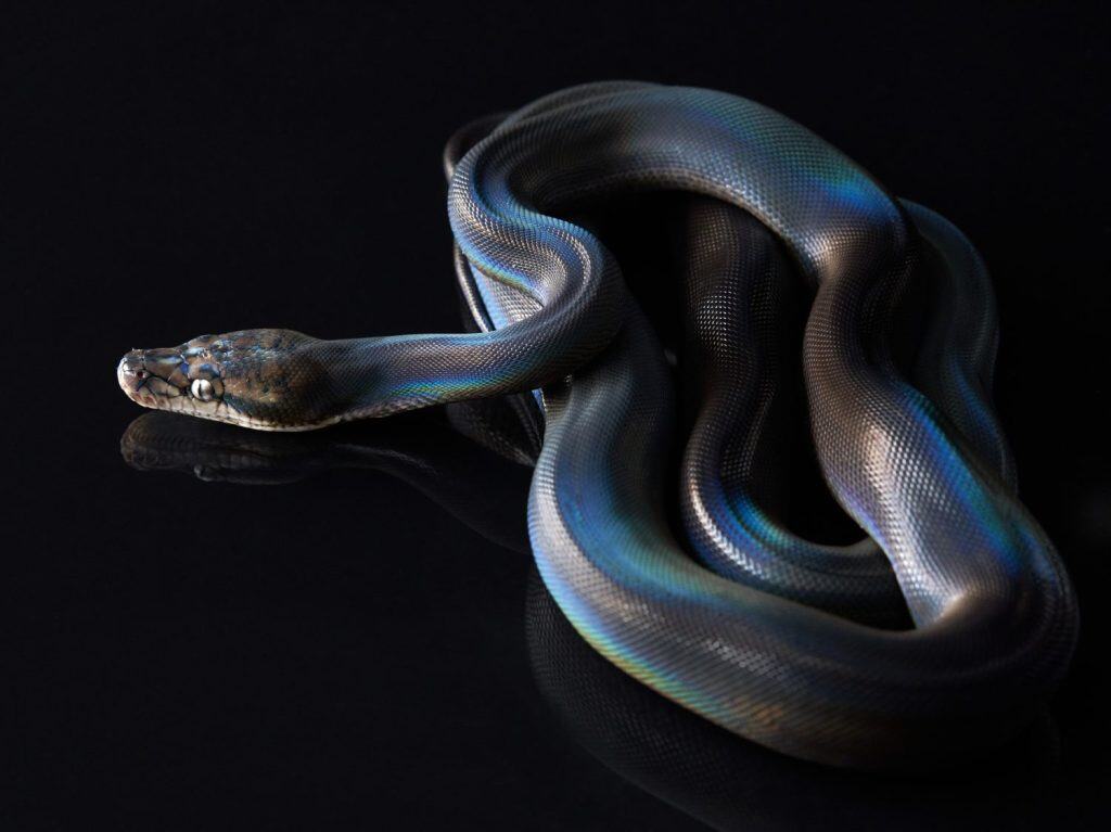 The Shimmering Rainbow Python That Took the Internet by Storm - A-Z Animals