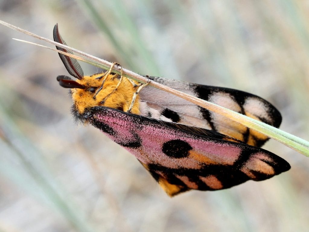 The Most Colorful Moths That Rival Butterflies - A-Z Animals
