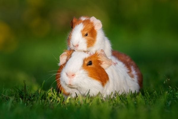 The Legendary Guinea Pig Who Fathered Hundreds of Offspring - A-Z Animals
