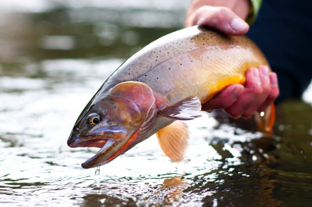 50 of the Biggest Fish Ever Caught In the USA - A-Z Animals