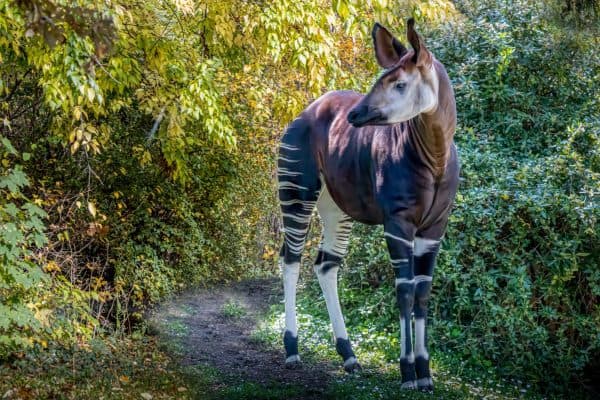 Inside Brookfield Zoo’s Remarkable History with the Elusive Okapi - A-Z ...