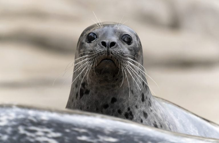 Seals vs Sea Lions: 5 Major Differences Explained - A-Z Animals