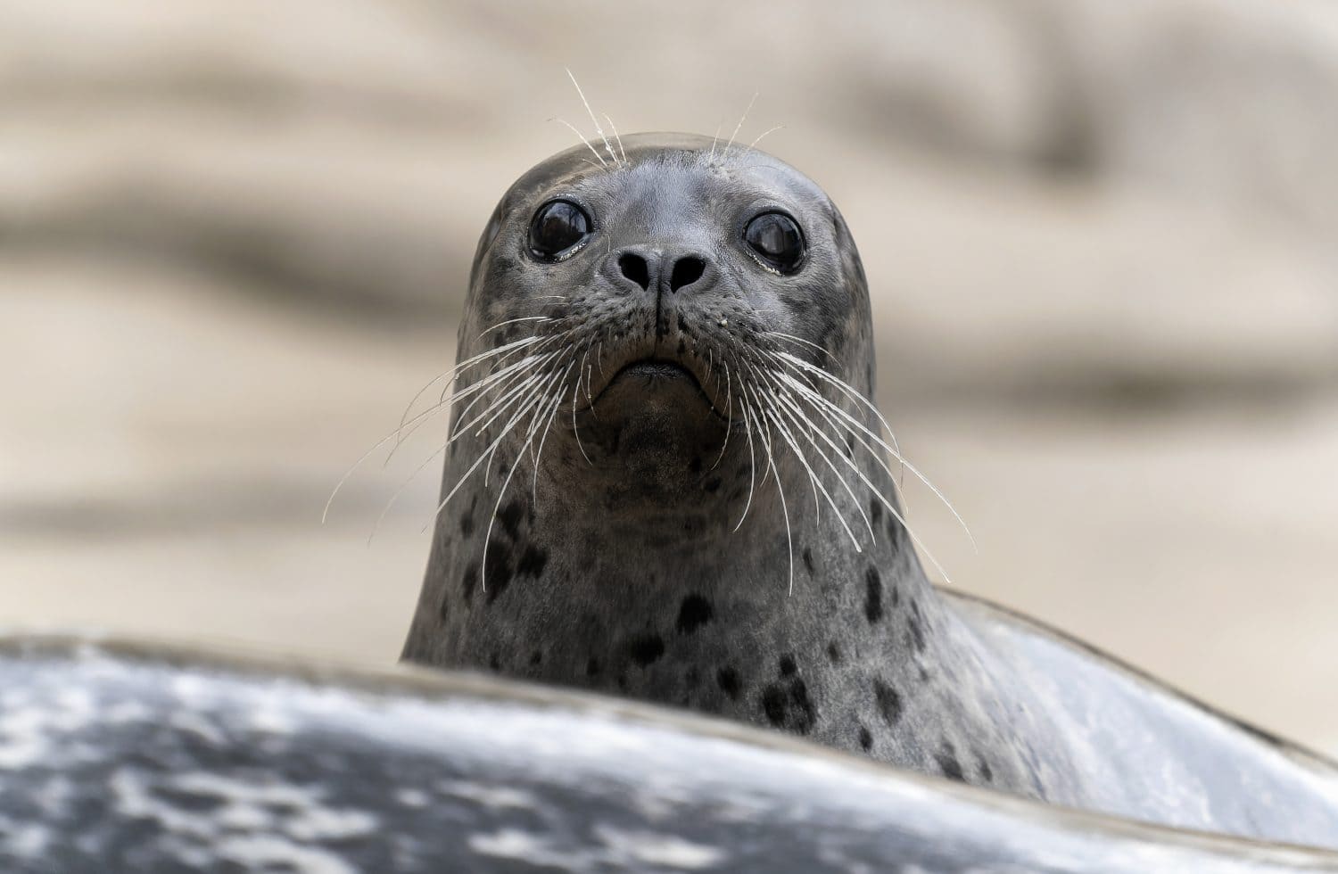 These are the Most Commonly Spotted Animals at Redwood National Park ...