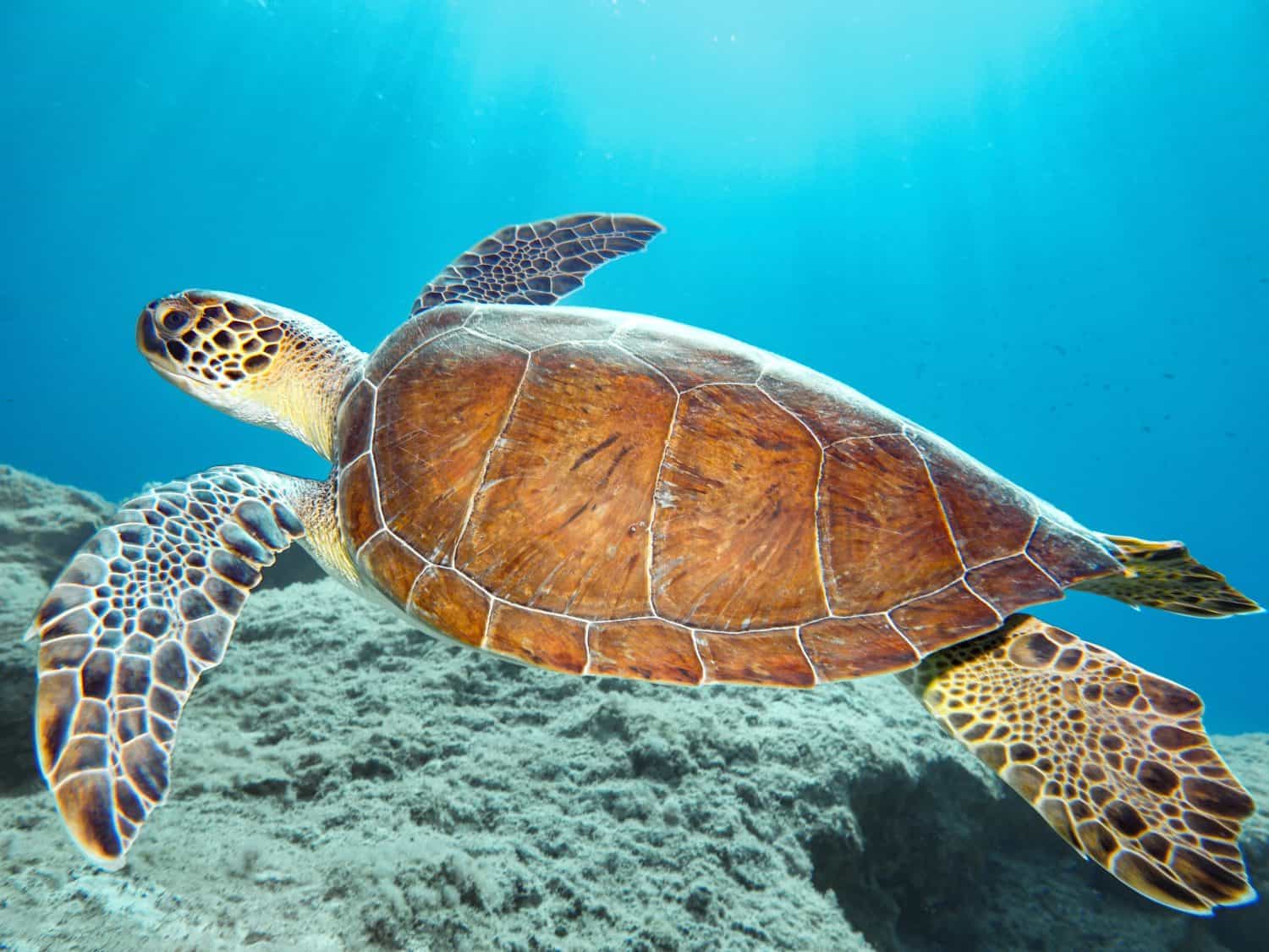 The Living Record: What Turtle Shells Tell Us About a Changing Sea - A ...