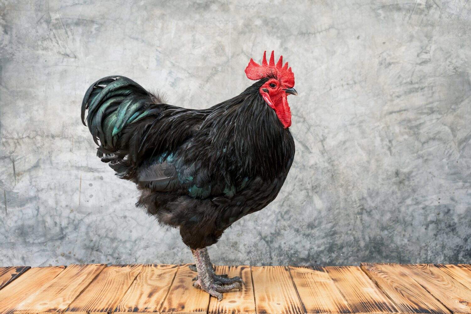 Animals With Unusual Ears—and Why They Matter - A-Z Animals