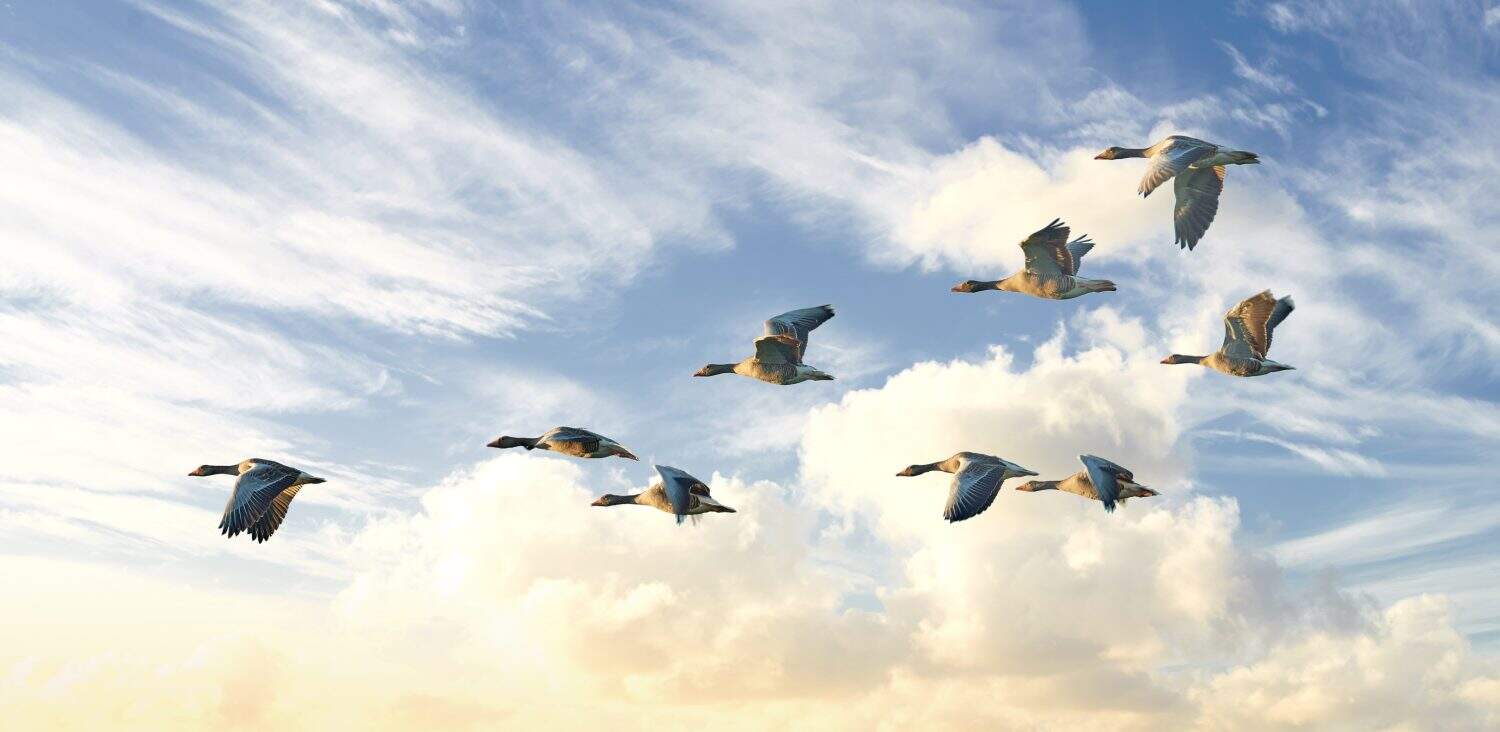 Do Birds Really Catch Z’s While They Fly? - A-Z Animals