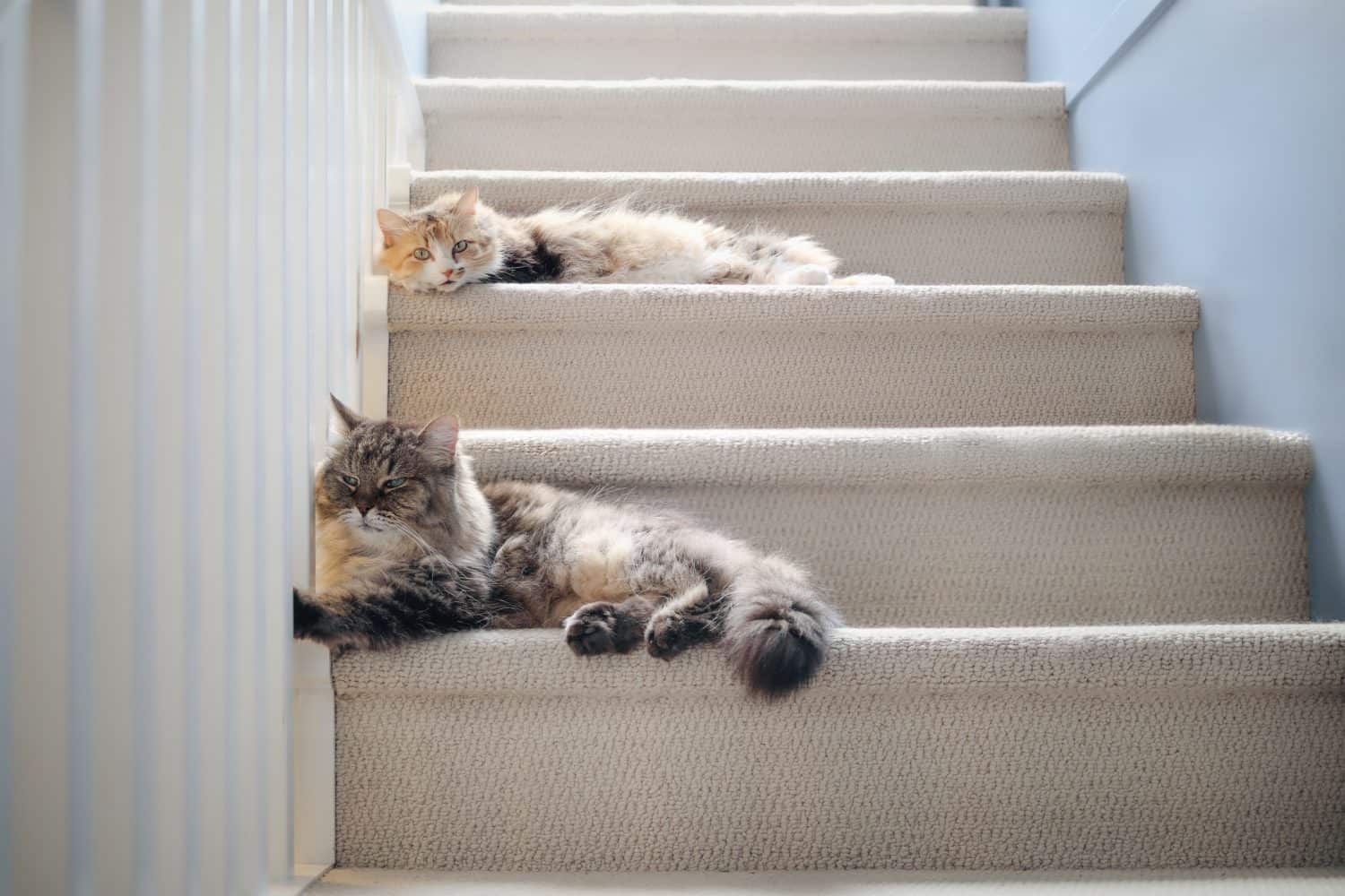 Why Do Cats Knock Things Over? Understanding Feline Hunting Behavior ...