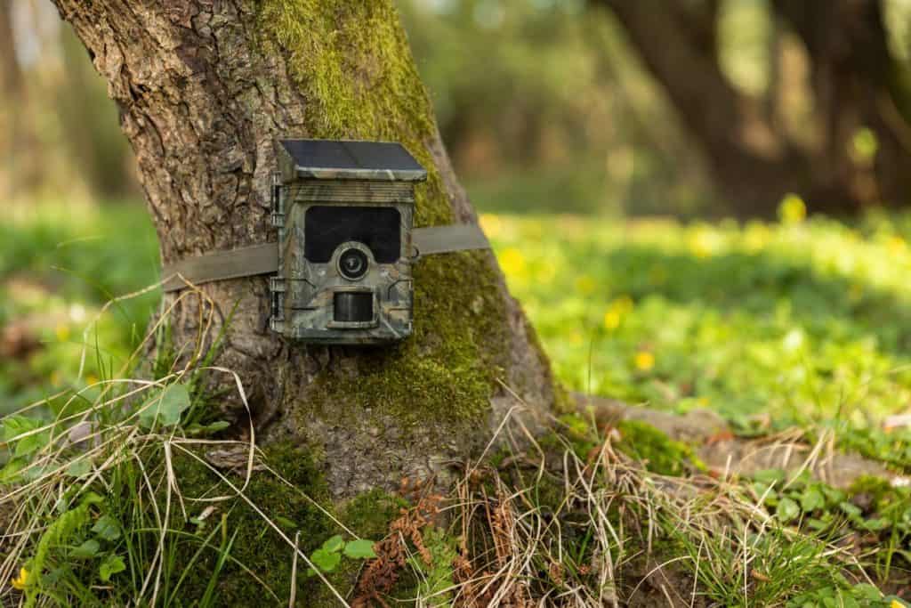 Tiny AI Devices Are Listening for Poachers in the World’s Most Remote ...