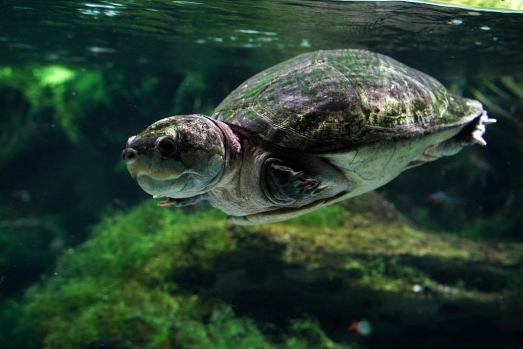 Why River Turtles Are Keystone Players in Freshwater Systems - A-Z Animals