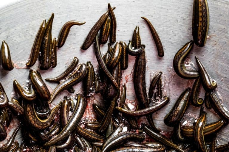 The Secret Life of Leeches, Blood-Sucking Aquatic Worms - A-Z Animals