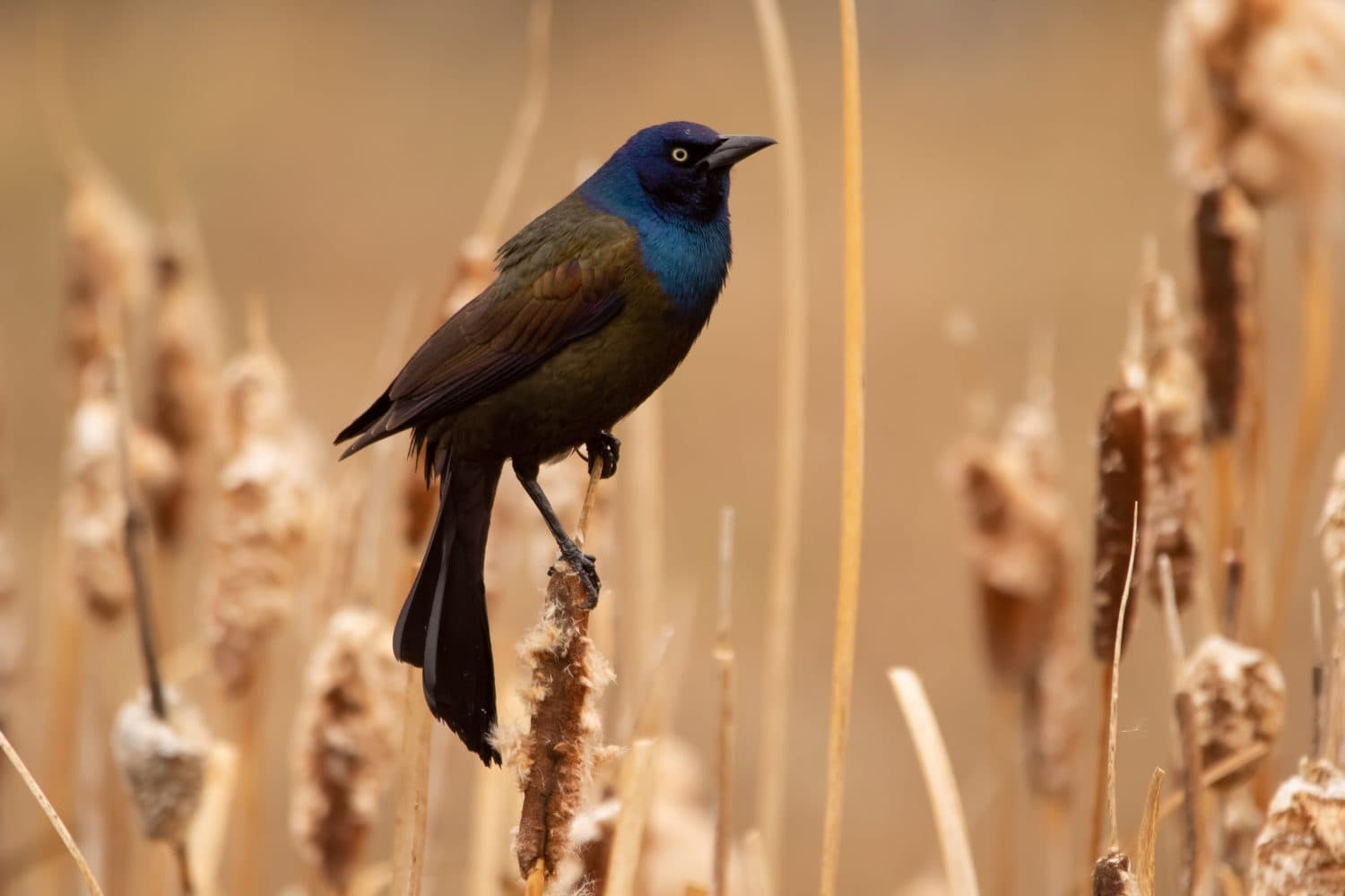 Common Grackle Bird Facts - Quiscalus quiscula - A-Z Animals