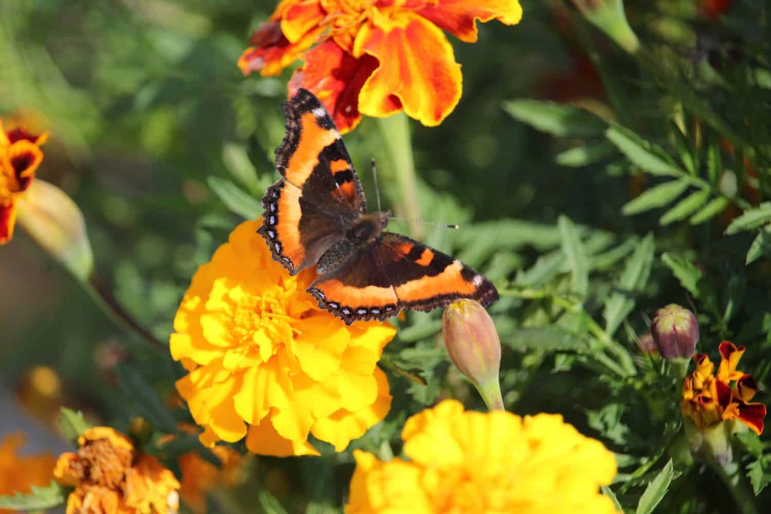 All the Animals That Roam Great Basin National Park - A-Z Animals