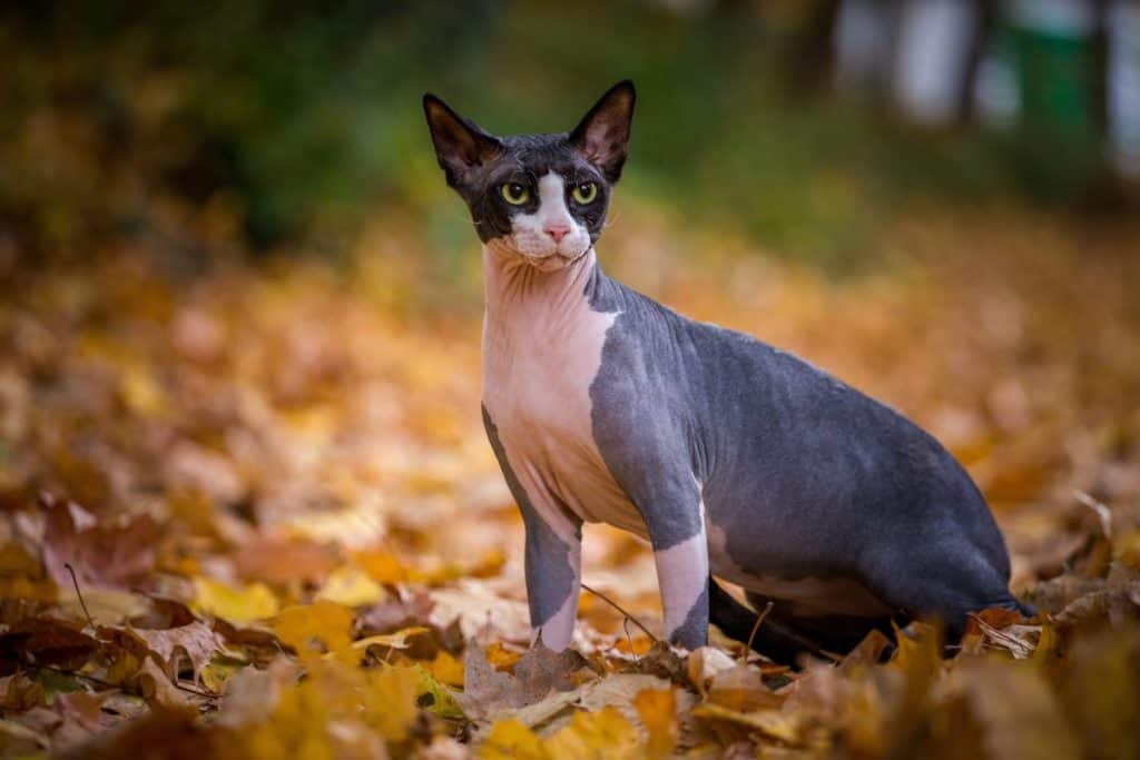 Is There Such a Thing as a Purebred Cat? - A-Z Animals