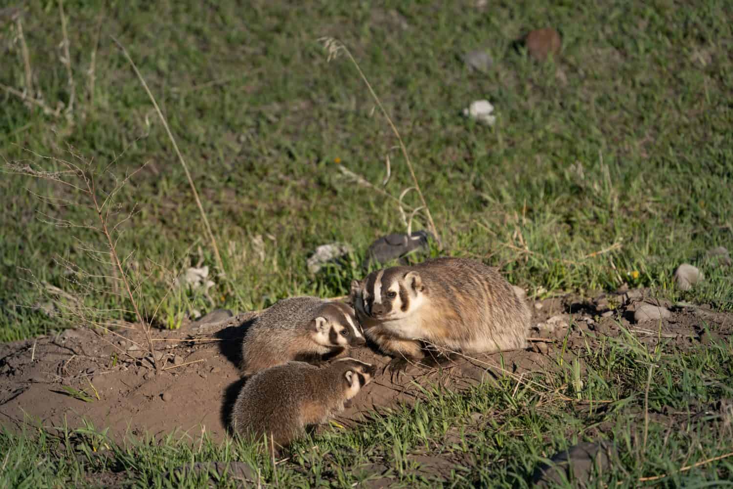All the Animals That Roam Great Basin National Park - A-Z Animals