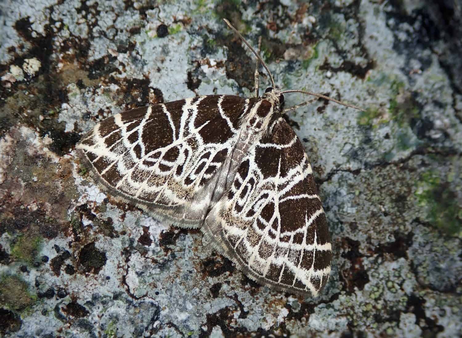 The Seedpod That Sends Caterpillars Flying - A-Z Animals
