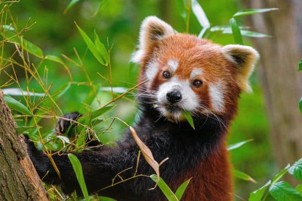 These Are the Most Shy Animals in the World - A-Z Animals