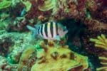 Every Animal in Virgin Islands National Park - A-Z Animals