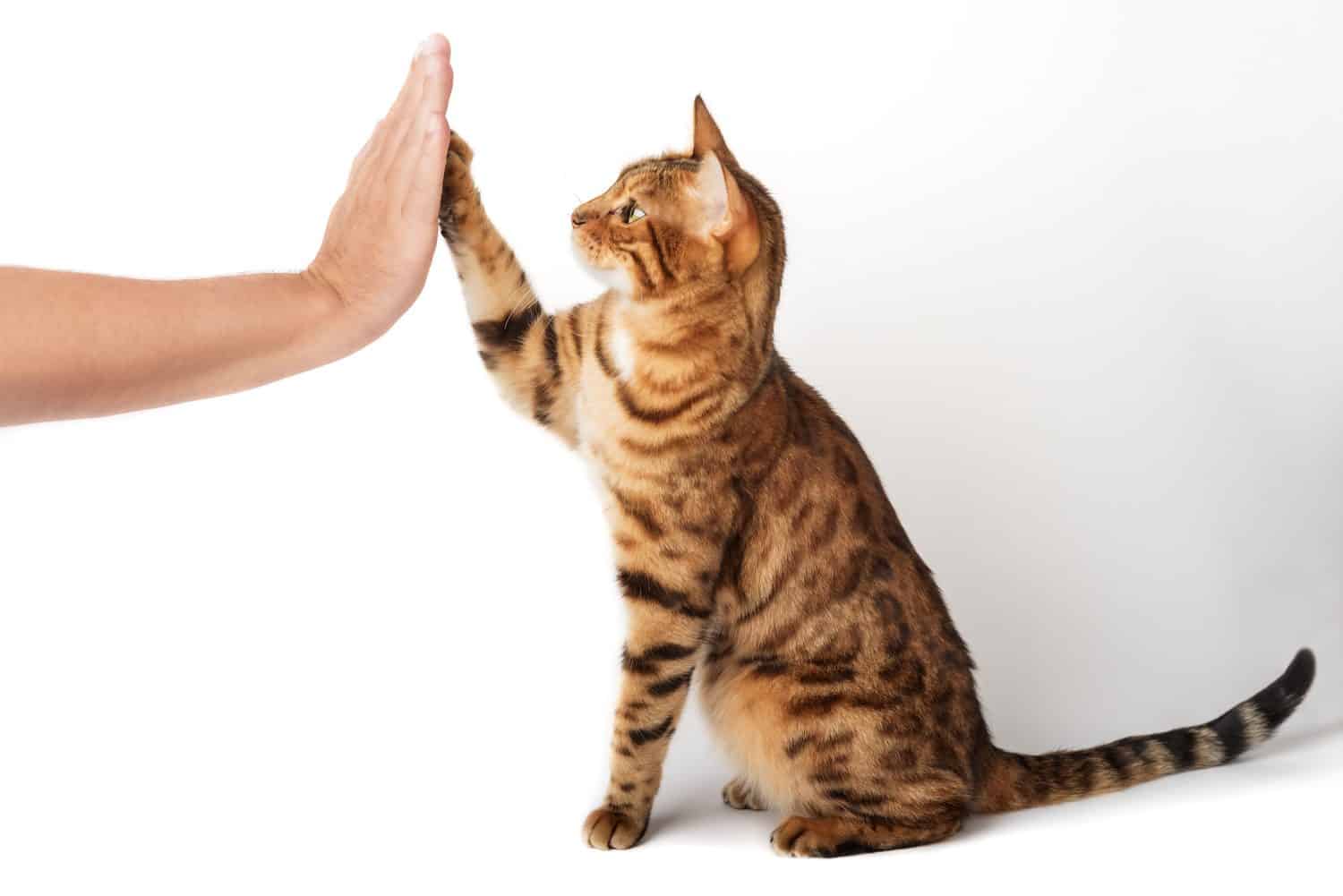 Why Do Cats Knock Things Over? Understanding Feline Hunting Behavior ...