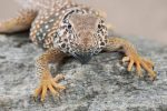 All the Animals That Roam Great Basin National Park - A-Z Animals