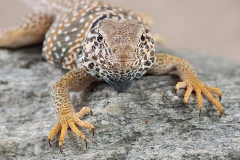 The Real Reason Lizards Lose Their Tails When Threatened - A-Z Animals