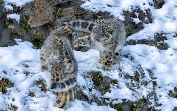 Playful Snow Leopard Cub Shows How Cubs Learn and Explore - A-Z Animals