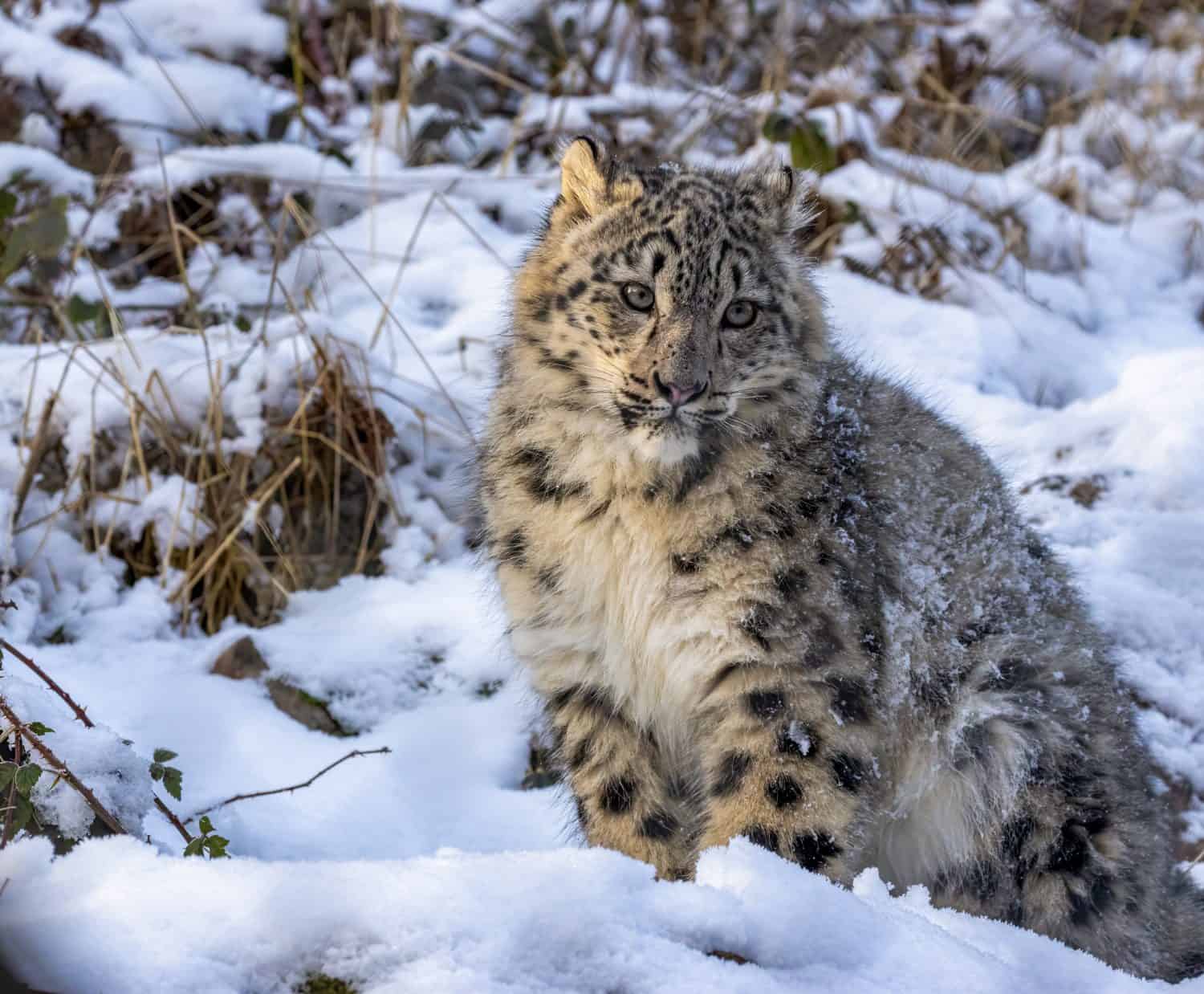 Playful Snow Leopard Cub Shows How Cubs Learn and Explore - A-Z Animals