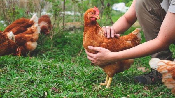 Why Do Some Hens Get Broody? - A-Z Animals