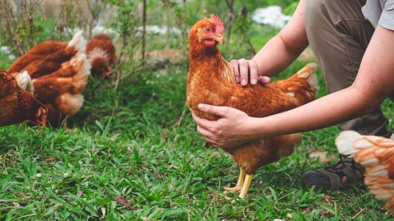 Can You Really Train a Chicken? Experts Say Yes - A-Z Animals