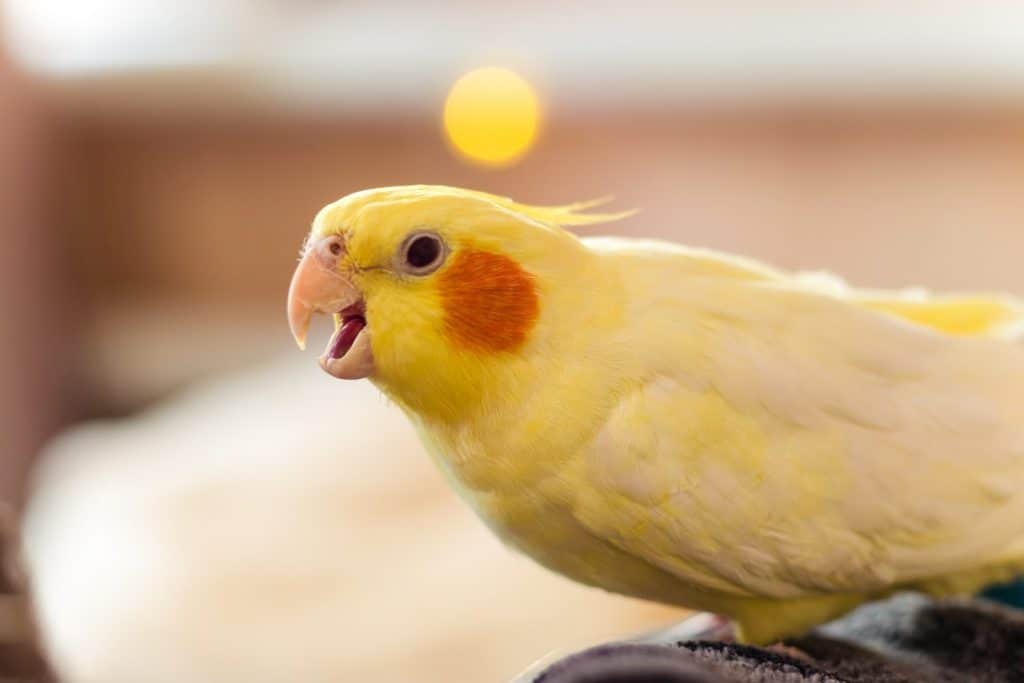 Edek the Cockatiel Explains How Two-Factor Authentication Works - A-Z ...