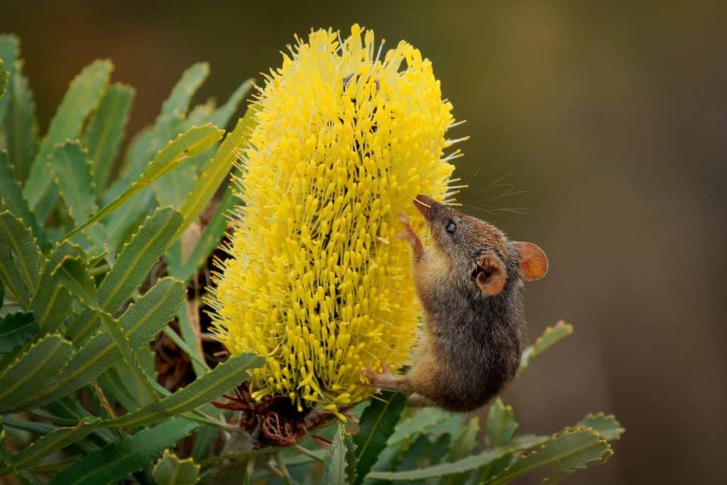 The Smallest Mammals in the World (That You Could Fit in Your Pocket ...