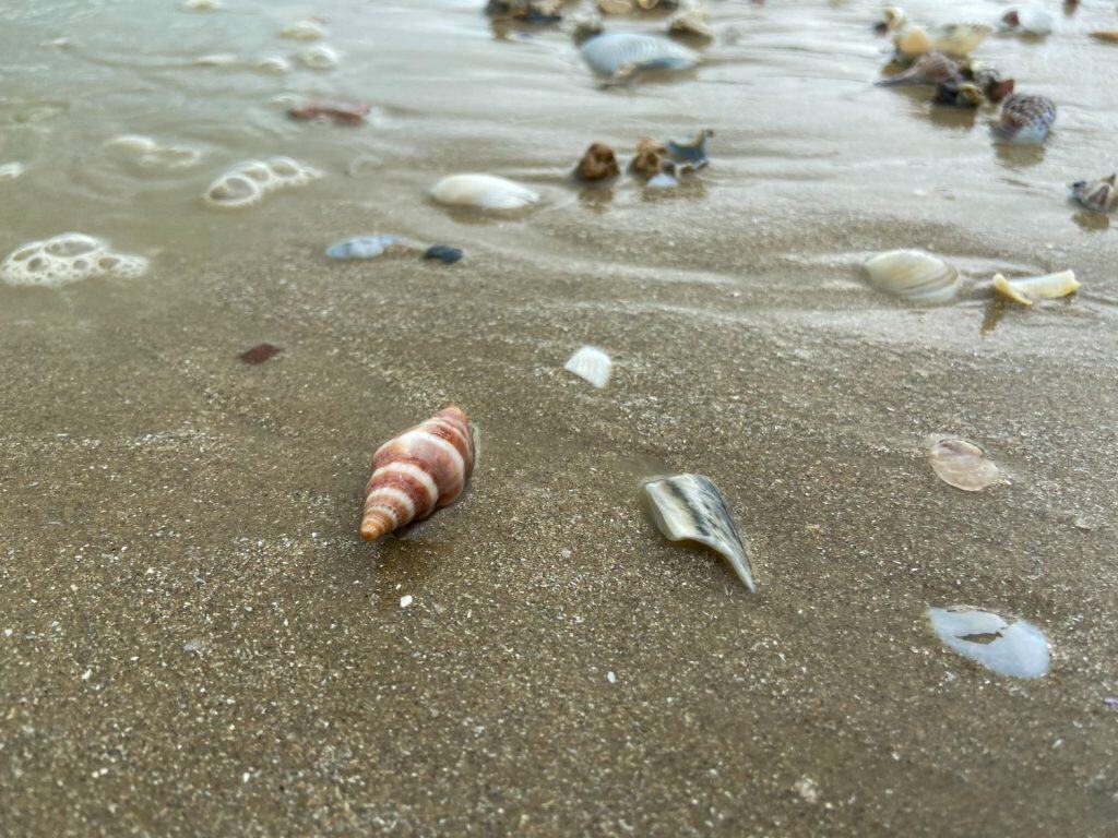 The World’s Deadliest Snail Can Kill a Human in Hours - A-Z Animals