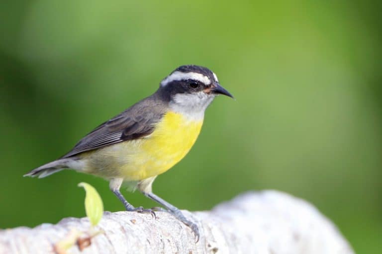 Every Animal in Virgin Islands National Park - A-Z Animals