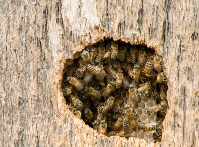 How Bees Spend the Winter - A-Z Animals