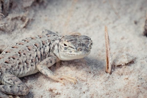 Incredible Animals You Can See at White Sands National Park - A-Z Animals