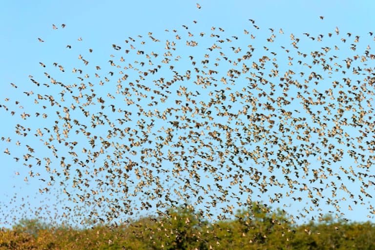 New Interactive Avian Tree of Life Lets You Trace 11,000 Bird Species ...