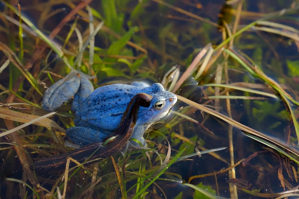 The Secret Life of Leeches, Blood-Sucking Aquatic Worms - A-Z Animals