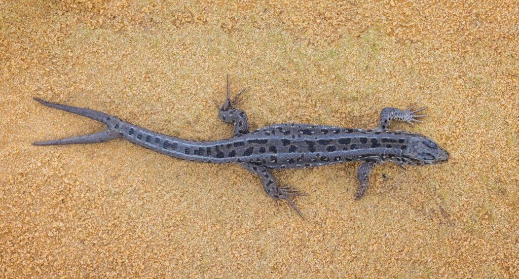 Why Some Lizards Grow Two Tails—And What It Reveals About Regeneration ...