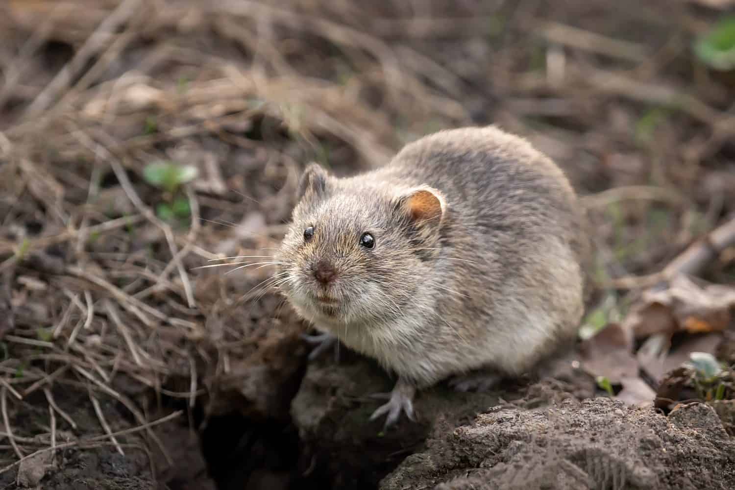 Meet the Animals in the Remote Gates of the Arctic National Park - A-Z ...