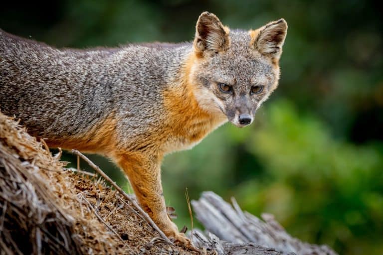The Animal Life of Channel Islands National Park: A Complete Guide - A ...