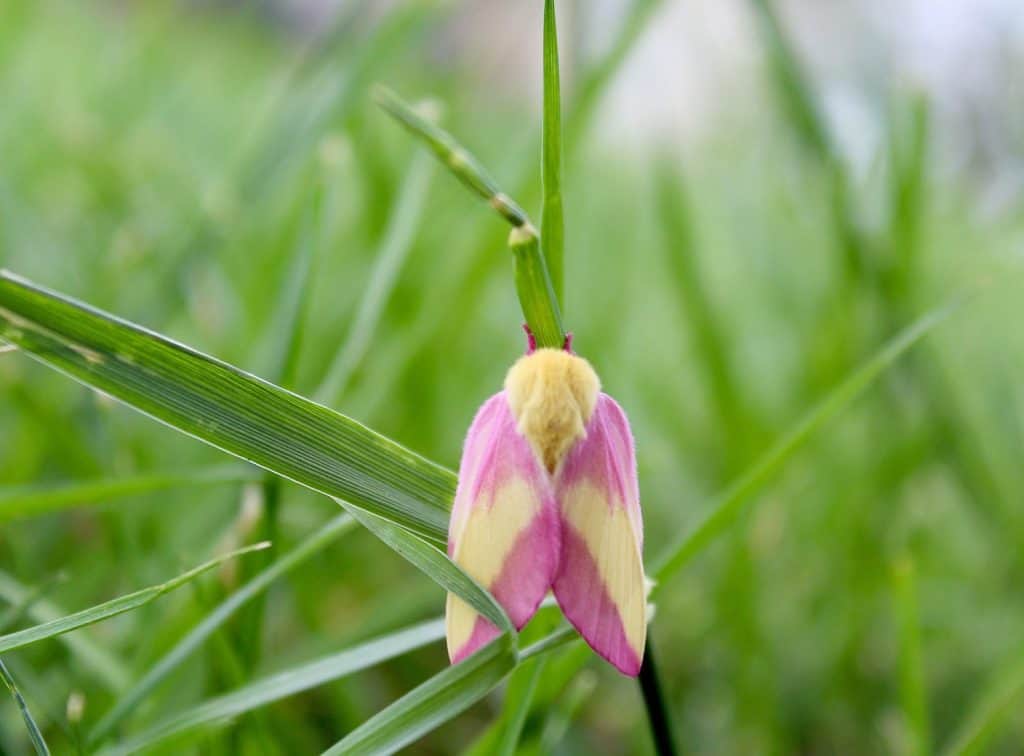 Nature's Candy: This Adorable Pink Moth Looks Sweet Enough to Eat - A-Z ...