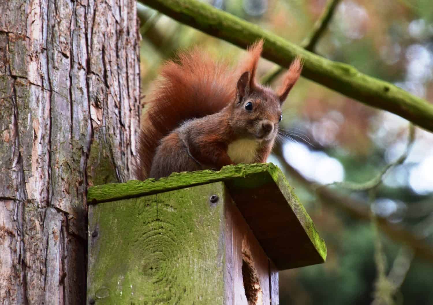 Tiny Homes for the Bushy-Tailed: The Rise of Squirrel Boxes - A-Z Animals