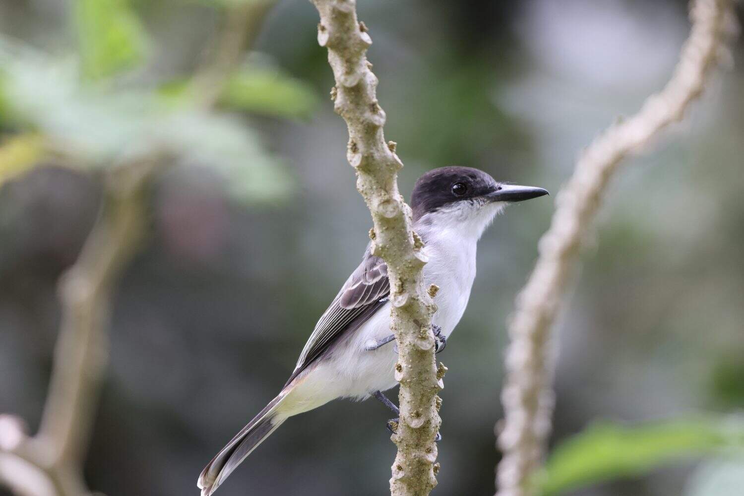 Every Animal in Virgin Islands National Park - A-Z Animals