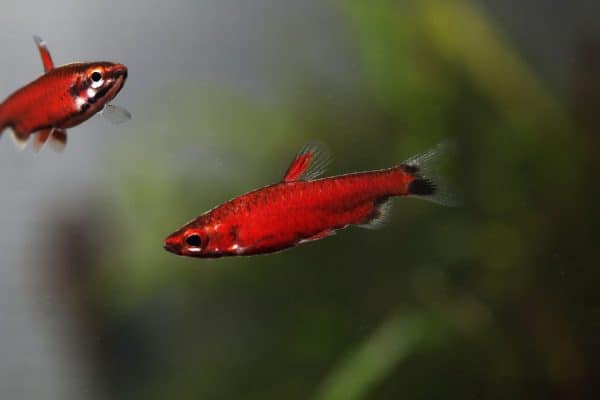 Red Aquarium Fish: 13 Types of Red Fish - A-Z Animals