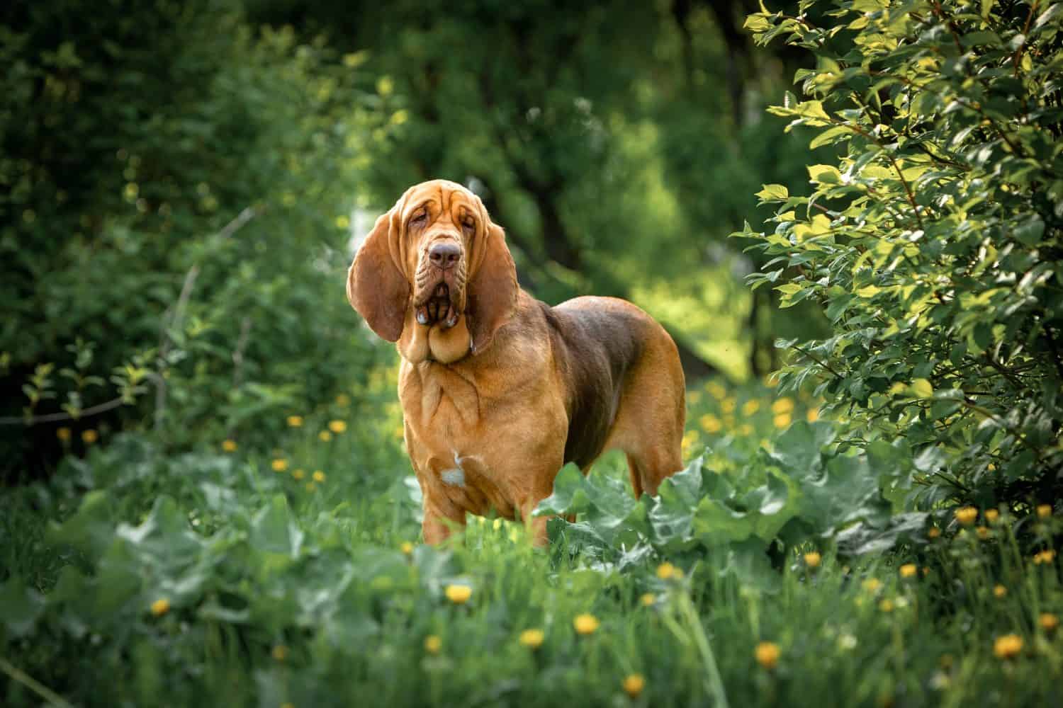 Animals With the Strongest Sense of Smell in the World - A-Z Animals