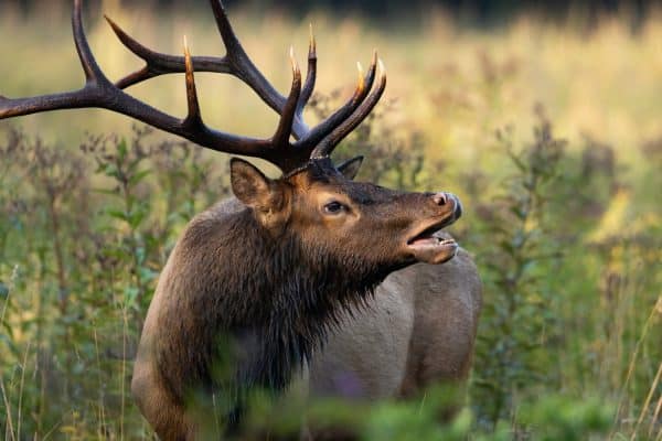 The Most Ear-Piercing Sound Elk Make - A-Z Animals